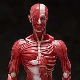 [Original] figma Human Anatomical Model - figma - animate USA Online Shop